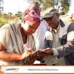 Inkomo Plan In Action – Icebolethu Group