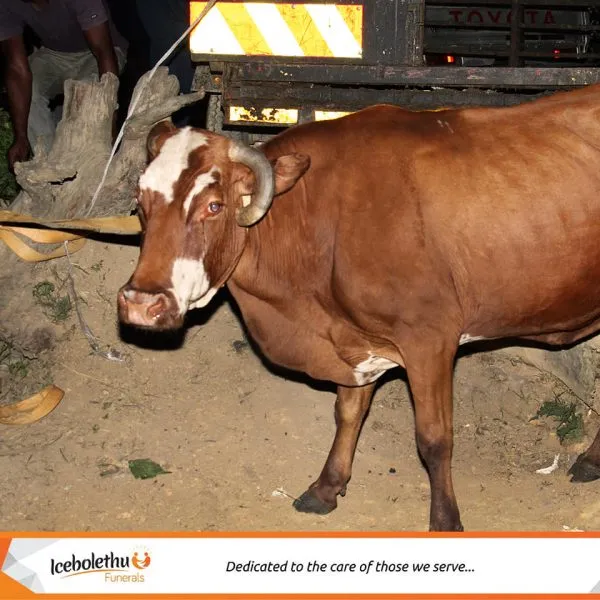 Inkomo Plan In Action – Icebolethu Group