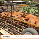 Inkomo Plan In Action – Icebolethu Group