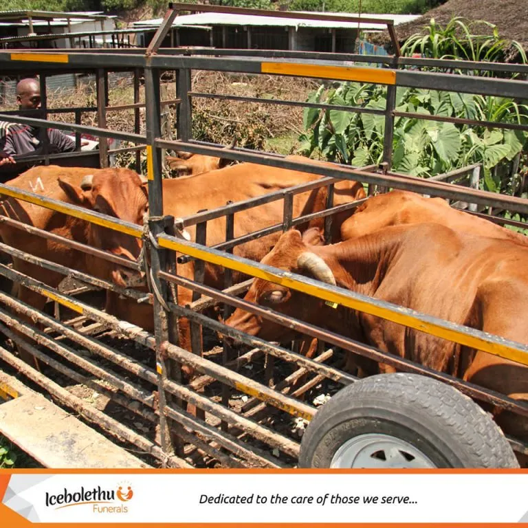 Inkomo Plan In Action – Icebolethu Group