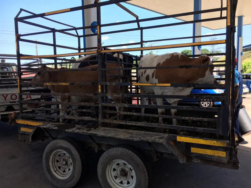 Inkomo Plan In Action – Icebolethu Group