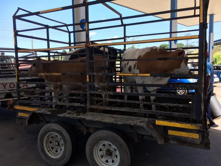 Inkomo Plan In Action – Icebolethu Group