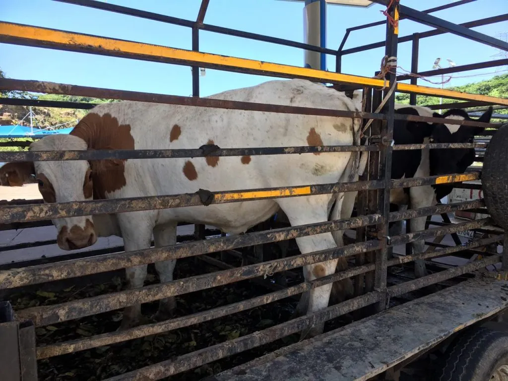 Inkomo Plan In Action – Icebolethu Group