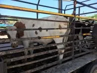 Inkomo Plan In Action – Icebolethu Group