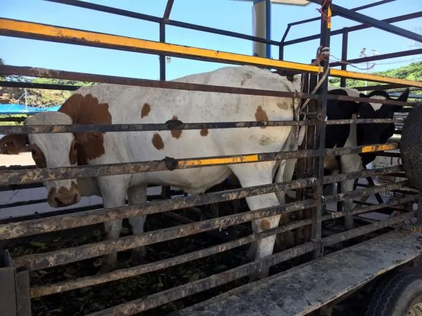 Inkomo Plan In Action – Icebolethu Group