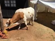 Inkomo Plan In Action – Icebolethu Group