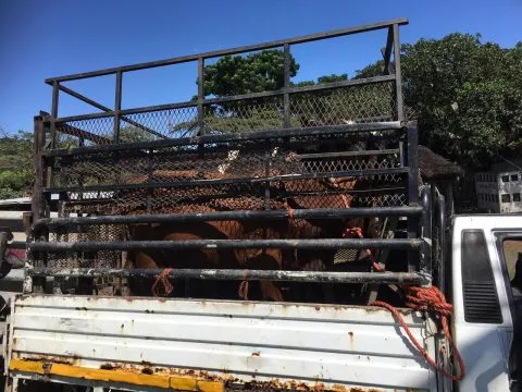 Inkomo Plan In Action – Icebolethu Group