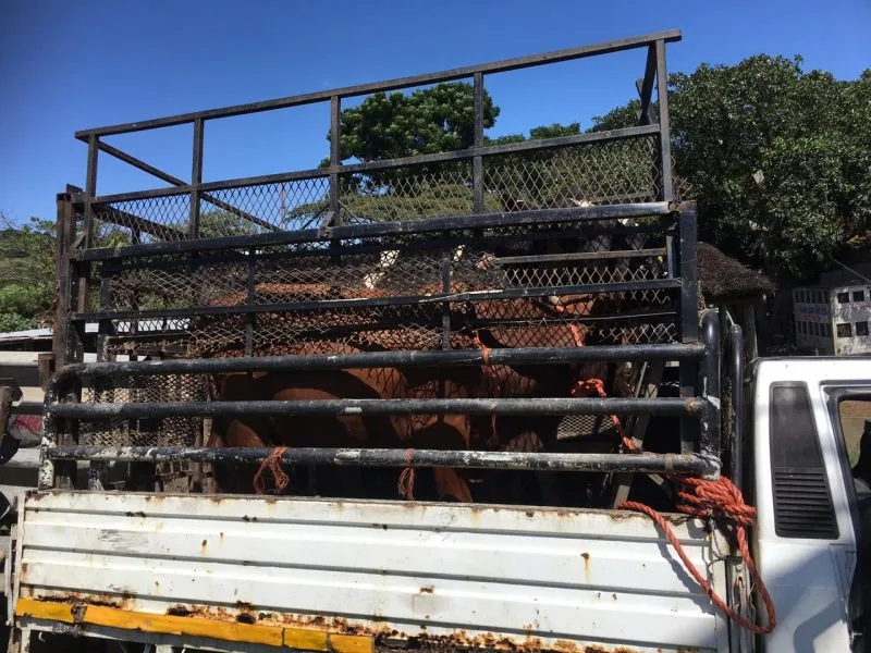 Inkomo Plan In Action – Icebolethu Group