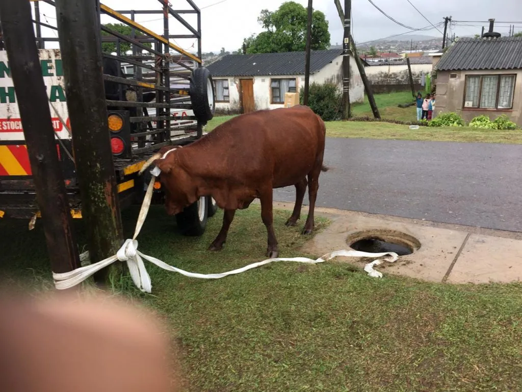 Inkomo Plan In Action – Icebolethu Group