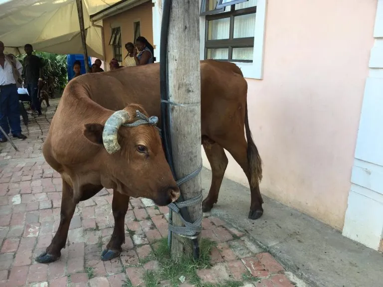 Inkomo Plan In Action – Icebolethu Group