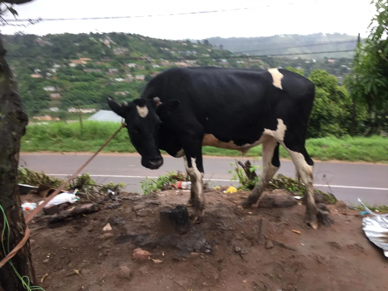 Inkomo Plan In Action – Icebolethu Group