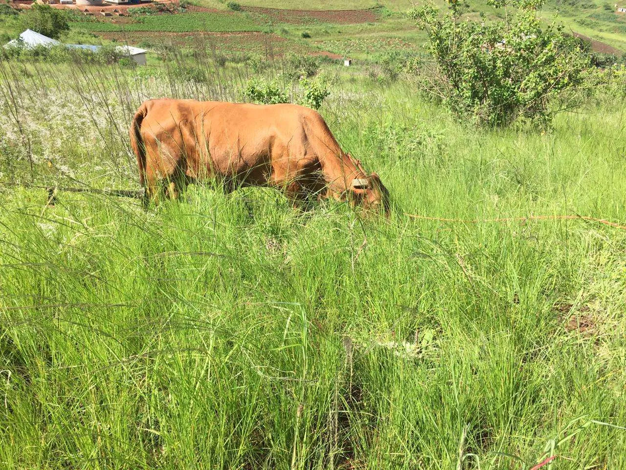 Inkomo Plan In Action – Icebolethu Group