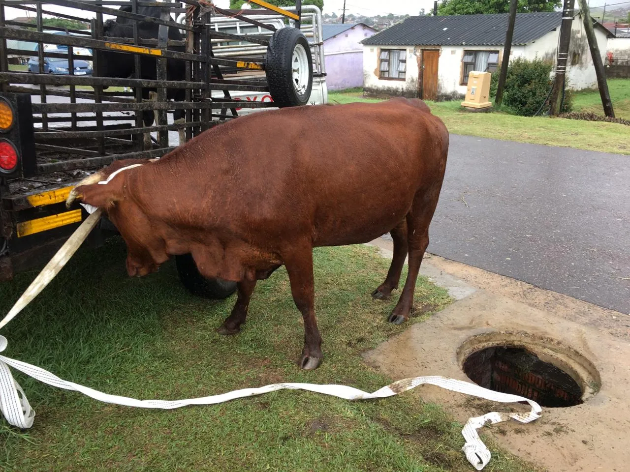 Inkomo Plan In Action – Icebolethu Group