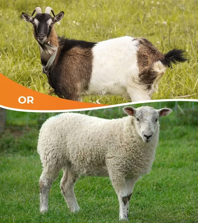 Icebolethu Funerals – SA's Trusted Funeral Cover from only R70pm.